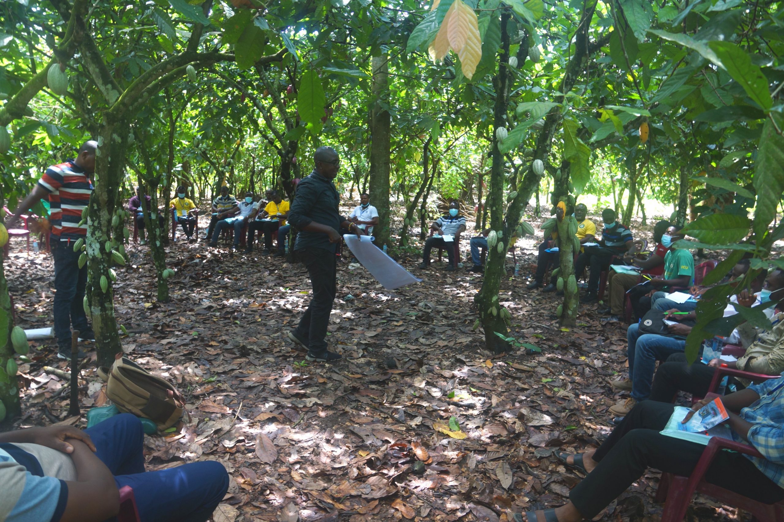 CocoaSoils – Sustainable intensification of cocoa production