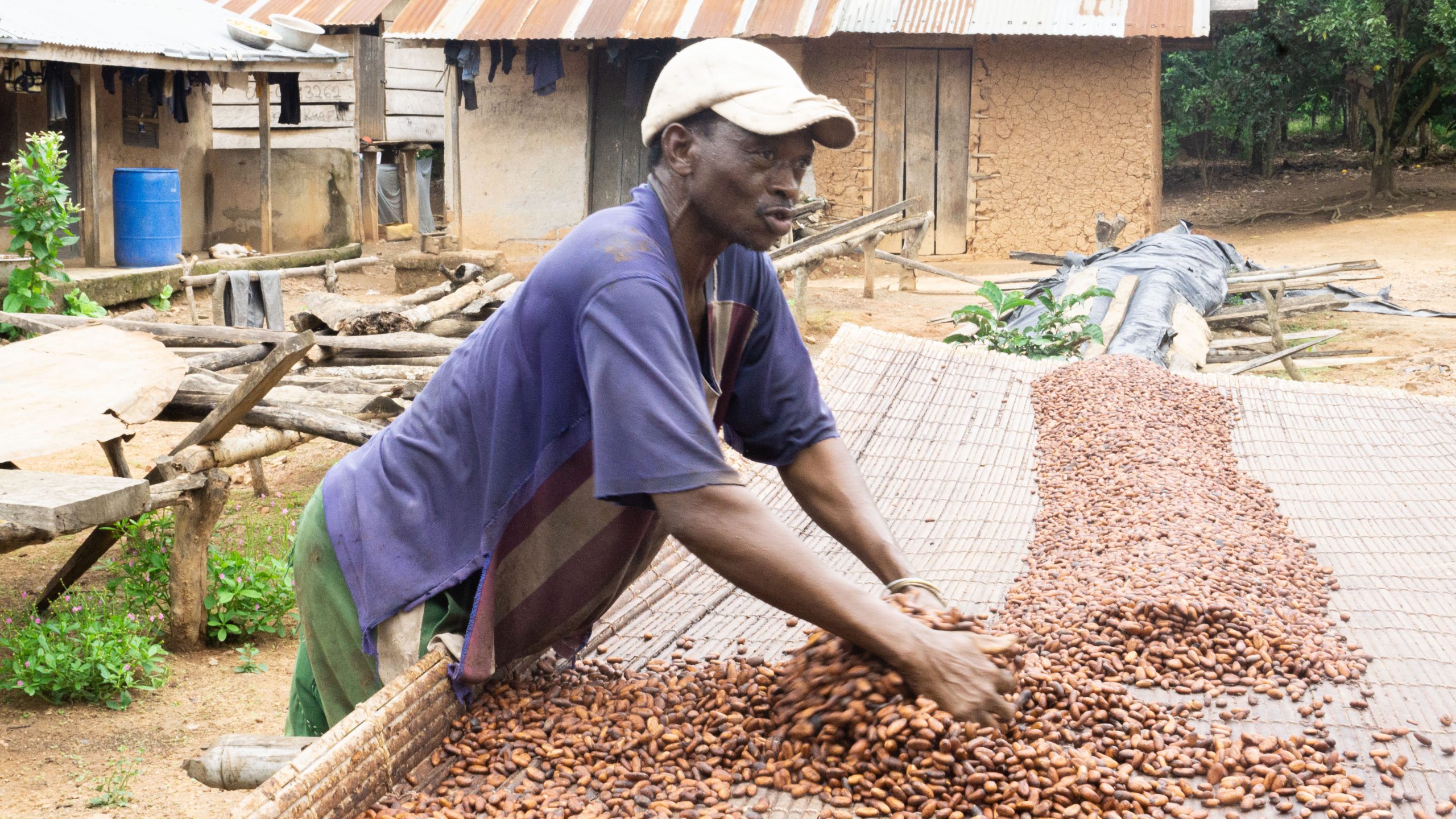 CocoaSoils – Sustainable intensification of cocoa production